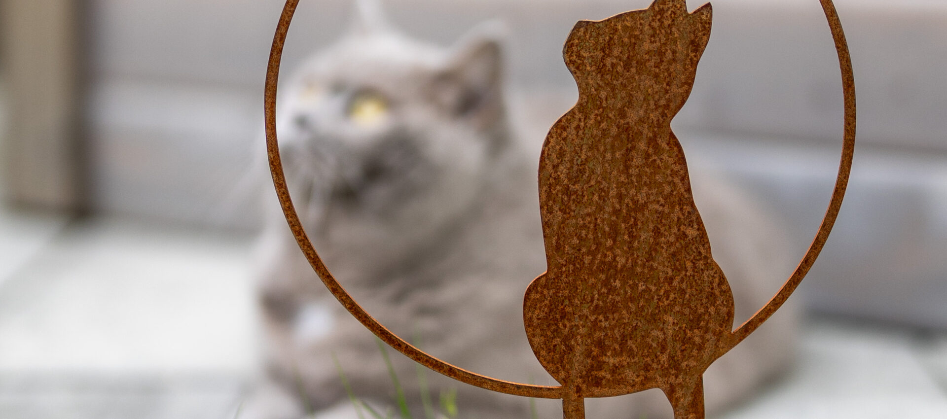 Schone Katze Lauft Im Kreis Ebenbildnull